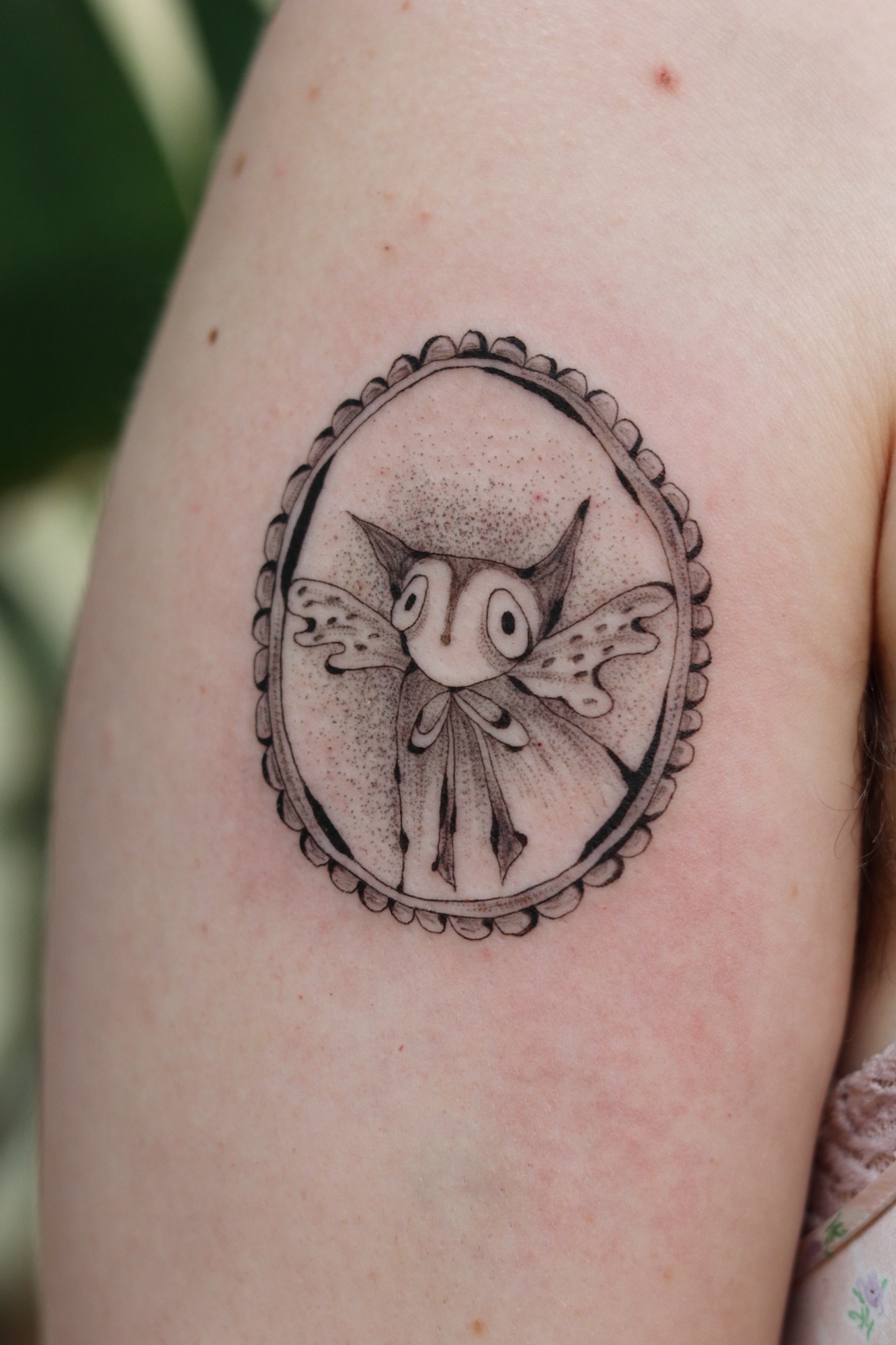 pricing – Orange cat